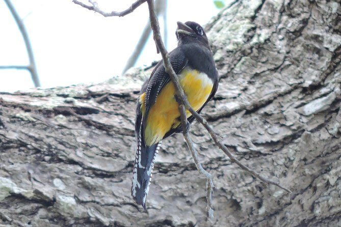 Birdwatching Cancun - FAQ
