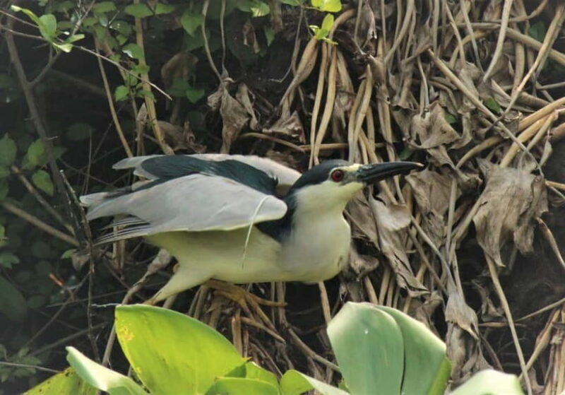 Birdwatching & Discovery Tour in Pearaing Biodiversity - Why the Pearaing Biodiversity Tour Stands Out