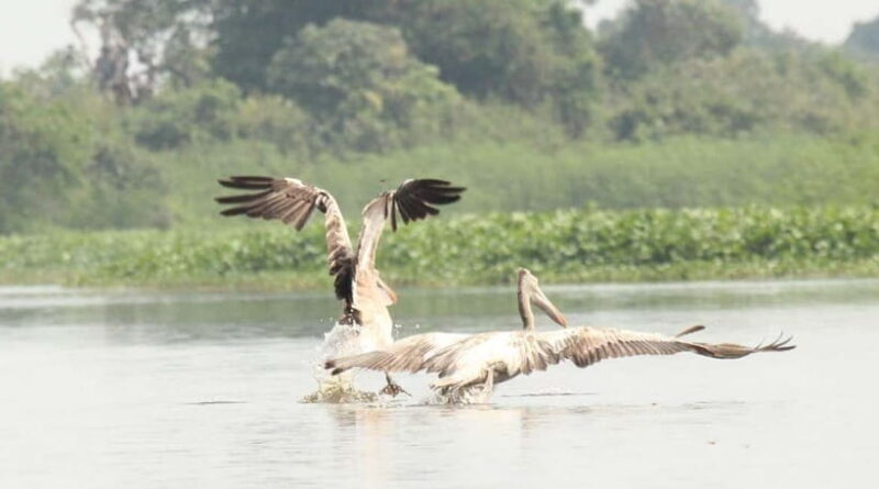 Birdwatching & Discovery Tour in Pearaing Biodiversity - Tour Value and Practical Considerations