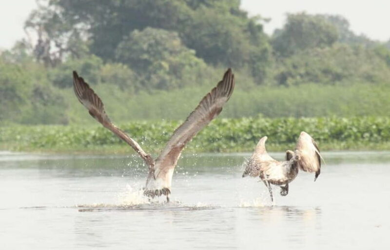 Birdwatching & Discovery Tour in Pearaing Biodiversity - FAQ