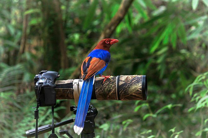 Birdwatching from Sinharaja Rainforest - Key Points