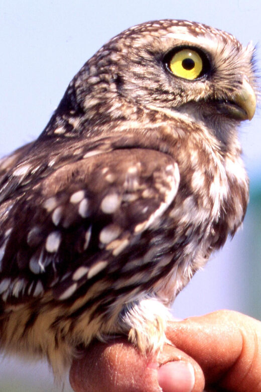 BIRDWATCHING IN AOSTAS VALLEY - Key Points