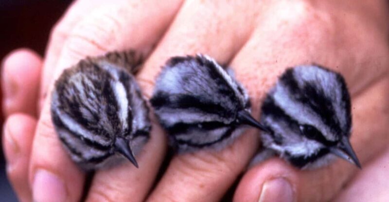 BIRDWATCHING IN AOSTAS VALLEY - The Practical Details: Logistical Insights