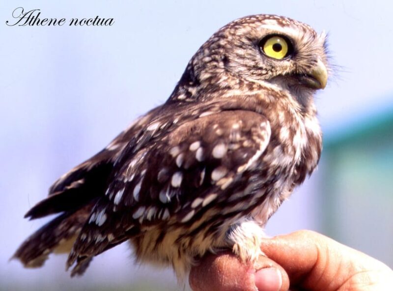 BIRDWATCHING IN AOSTAS VALLEY - Why This Experience Offers True Value