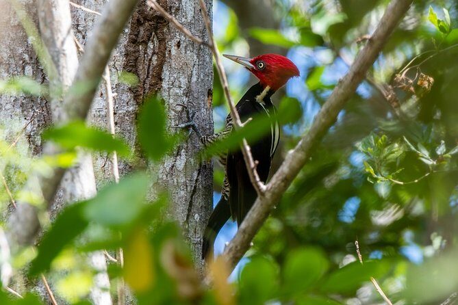 Birdwatching in Coba from Tulum - Shared Group Tour - An In-Depth Look at the Experience