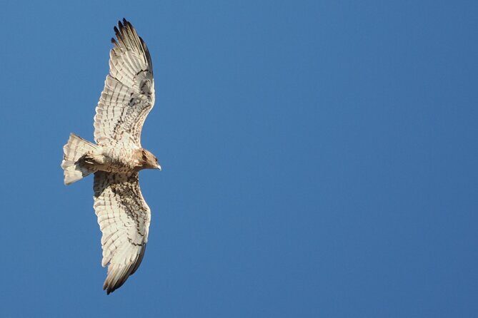 Birdwatching in Ronda and Grazalema - Practical Details: What You Need to Know