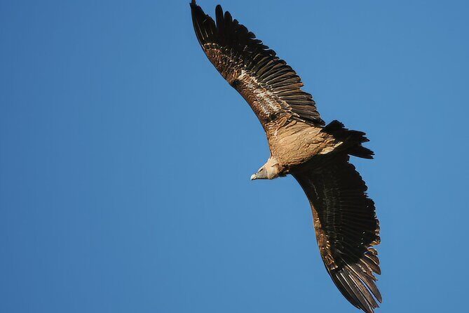 Birdwatching in Ronda and Grazalema - FAQs
