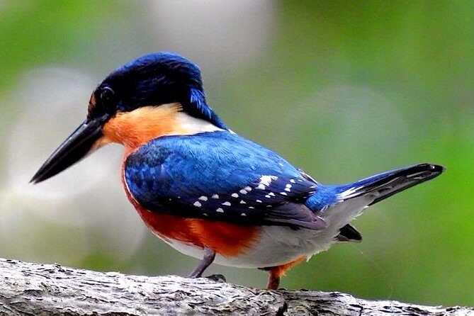 Birdwatching in Sian Ka´an Muyil from Tulum - Shared Group Tour - What Reviewers Are Saying