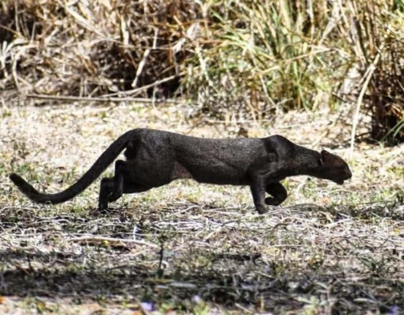 birdwatching in the nearby savannah of Palenque - Key Points