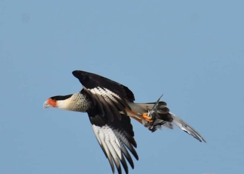 birdwatching in the nearby savannah of Palenque - The True Value of This Tour