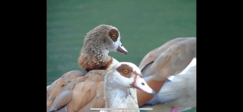 Birdwatching per Rickshaw - Final Thoughts