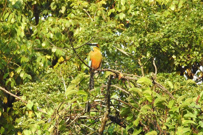 Birdwatching Playa del Carmen - Who Will Love This Tour?