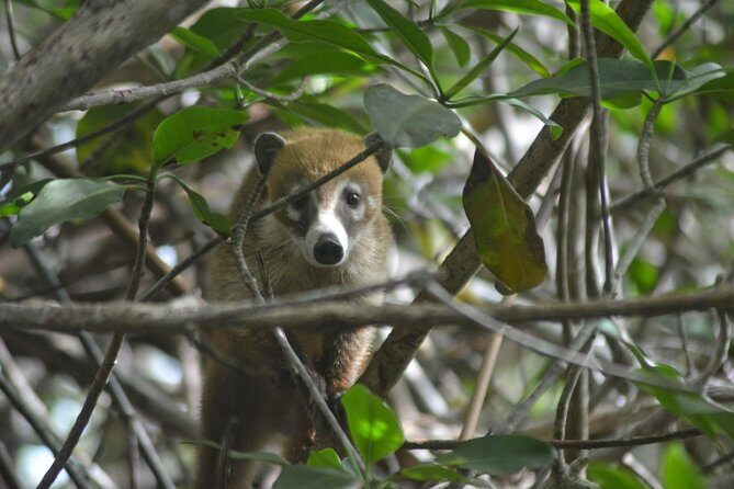 Birdwatching Sian Ka'an Biosphere Reserve - Who is This Tour Best For?