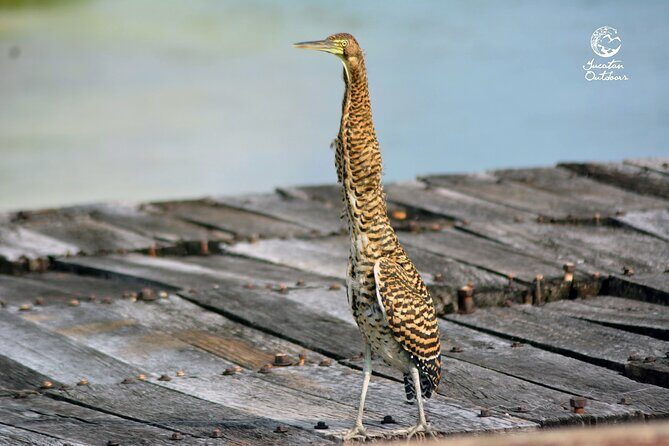 Birdwatching Sian Ka'an Biosphere Reserve - FAQ
