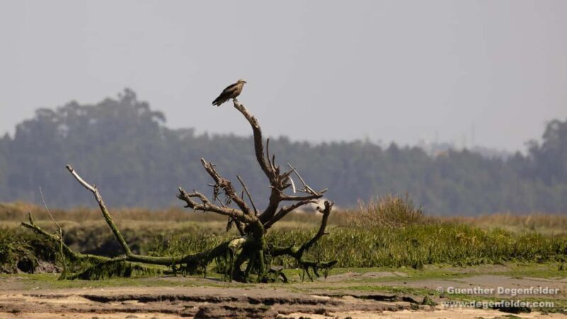 Birdwatching Solar Boat Tour Aveiro Lagon - A Detailed Look at the Aveiro Lagon Birdwatching Tour