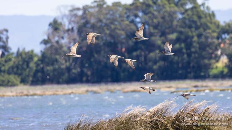 Birdwatching Solar Boat Tour Aveiro Lagon - Who Should Consider This Tour?