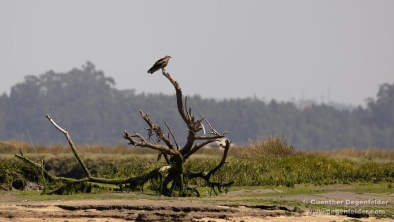 Birdwatching Solar Boat Tour Aveiro Lagon - Key Points