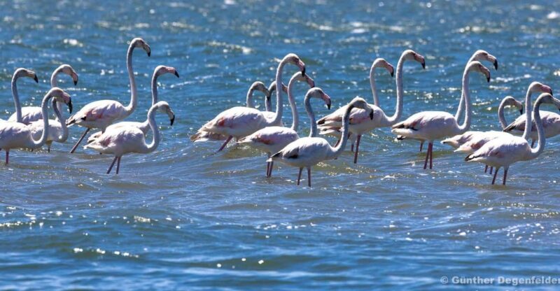 Birdwatching Solar Boat Tour Aveiro Lagon - What You Can Expect from the Tour