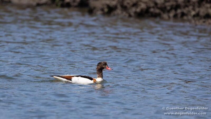 Birdwatching Solar Boat Tour Aveiro Lagon - Evaluating the Value