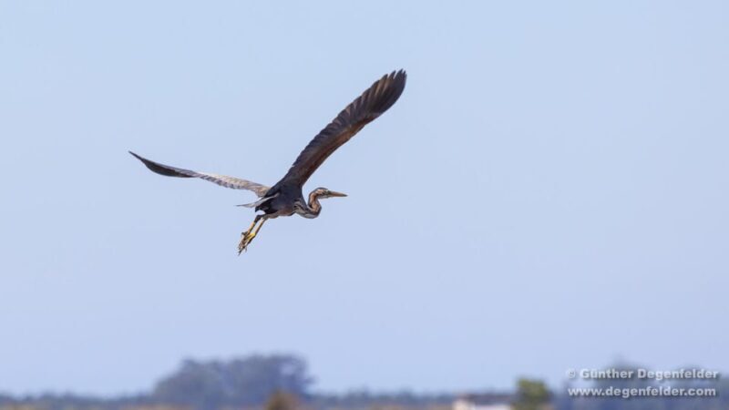 Birdwatching Solar Boat Tour Aveiro Lagon - Practical Tips for Visitors