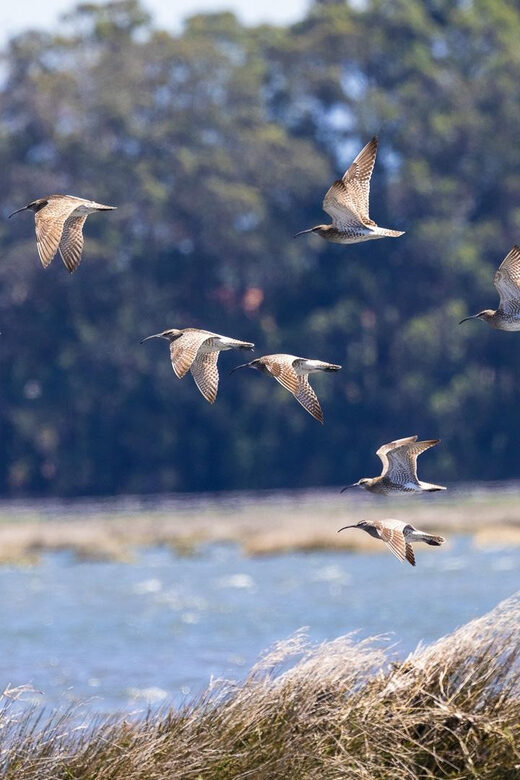 Birdwatching Solar Boat Tour Aveiro Lagon - Who Will Appreciate This Tour?