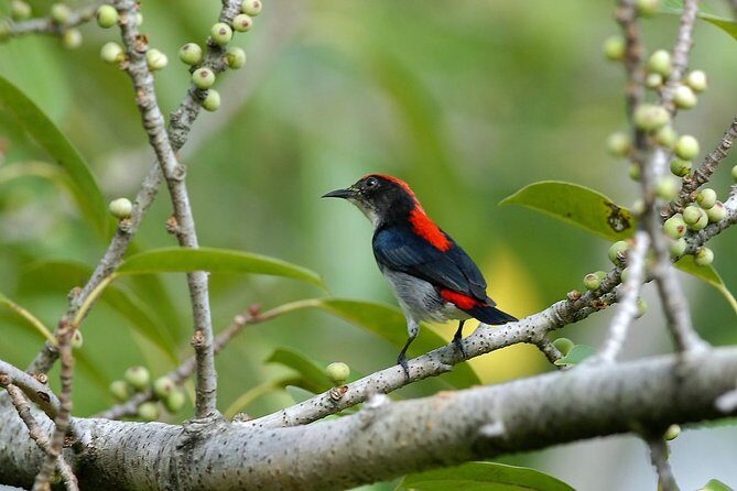 Birdwatching Tour in Langkawi - Key Points