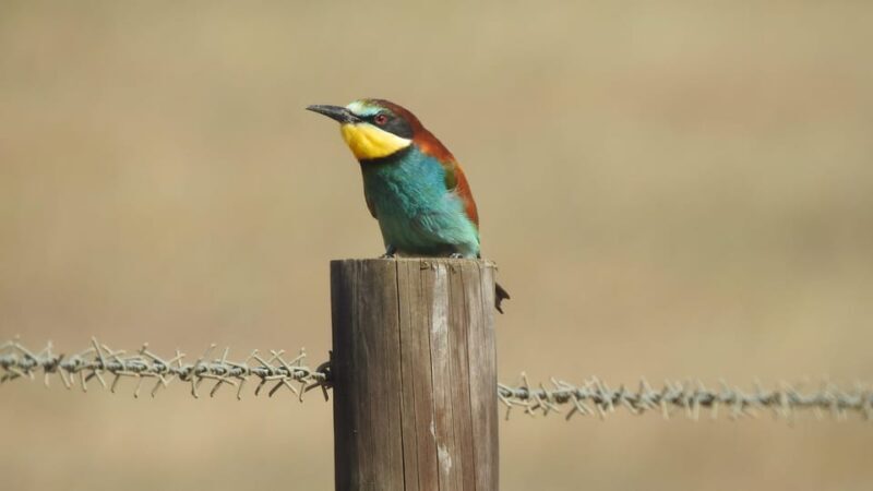 Birdwatching tour in Mértola and Castro Verde region - Logistics and Practicalities