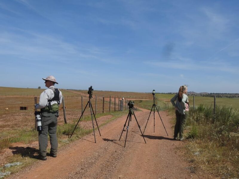 Birdwatching tour in Mértola and Castro Verde region - Why This Tour Is a Great Choice