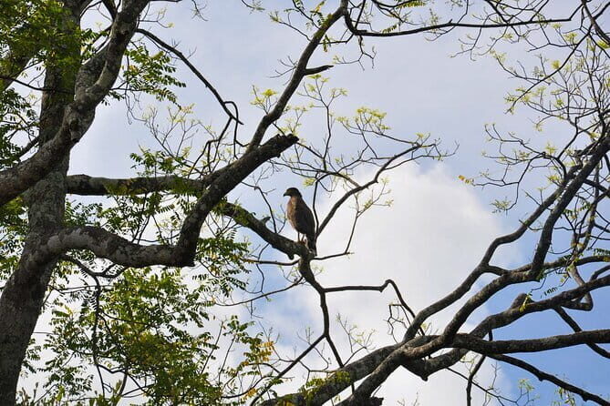 Birdwatching Trek in Anawilundawa Sanctuary from Kalpitiya - Introduction