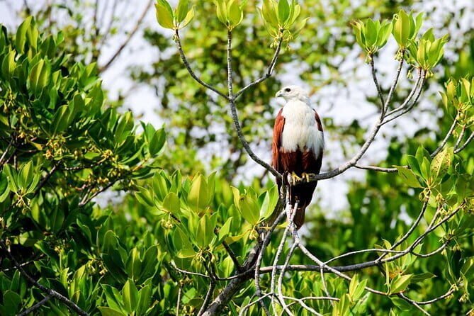 Birdwatching Trek in Anawilundawa Sanctuary from Kalpitiya - The Sum Up