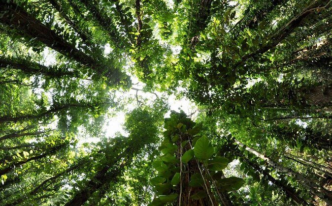 Birdwatching Trek in Kandy Udawatta Kele Forest Reserve - An In-Depth Look at the Experience