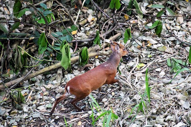 Birdwatching Trek in Kandy Udawatta Kele Forest Reserve - Final Thoughts