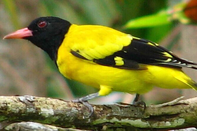 Birdwatching Trek in Kandy Udawatta Kele Forest Reserve - FAQ