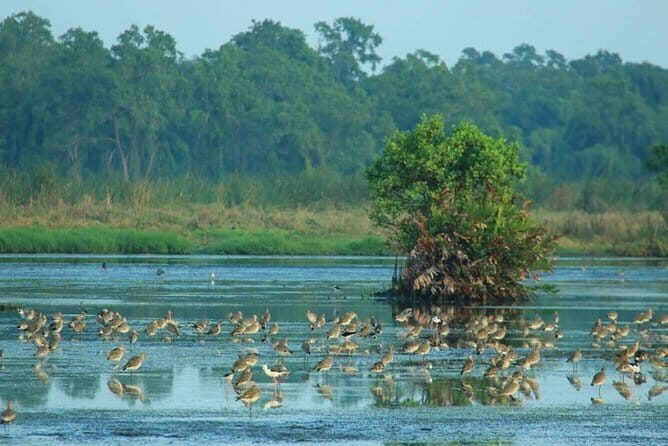 Birdwatching Walk in Anawilundawa Sanctuary - Anawilundawa Sanctuary: A Wetland Wonder