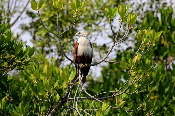 Birdwatching Walk in Anawilundawa Sanctuary - What’s Included and What’s Not