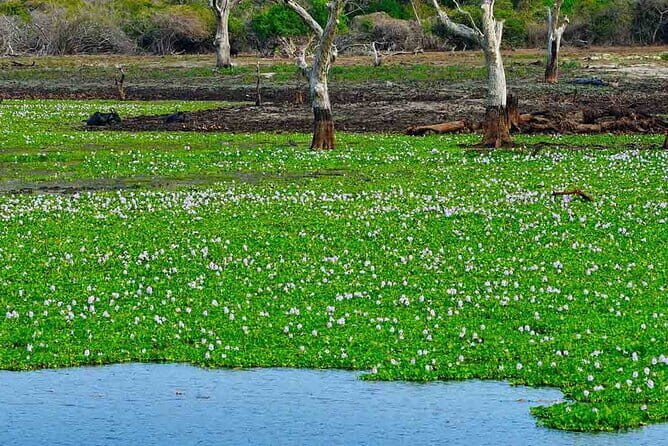 Birdwatching Walk in Anawilundawa Sanctuary - Transportation and Meeting Arrangements