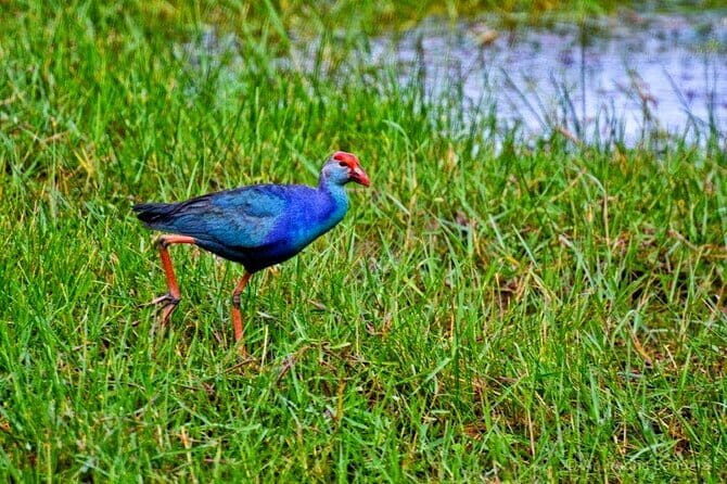 Birdwatching Walk in Anawilundawa Sanctuary - The Sum Up