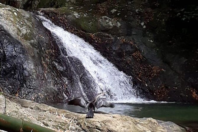 Birdwatching, Waterfall, Rainforest and Island Nature Tours - Introduction: A Nature Lover’s Dream with a Personal Touch