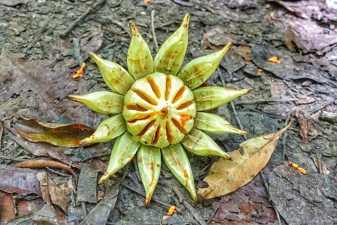 Birdwatching, Waterfall, Rainforest and Island Nature Tours - FAQs