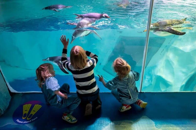 Birmingham: National Sea Life Centre Entrance Ticket - The Experience in Detail: How Your Day Might Unfold