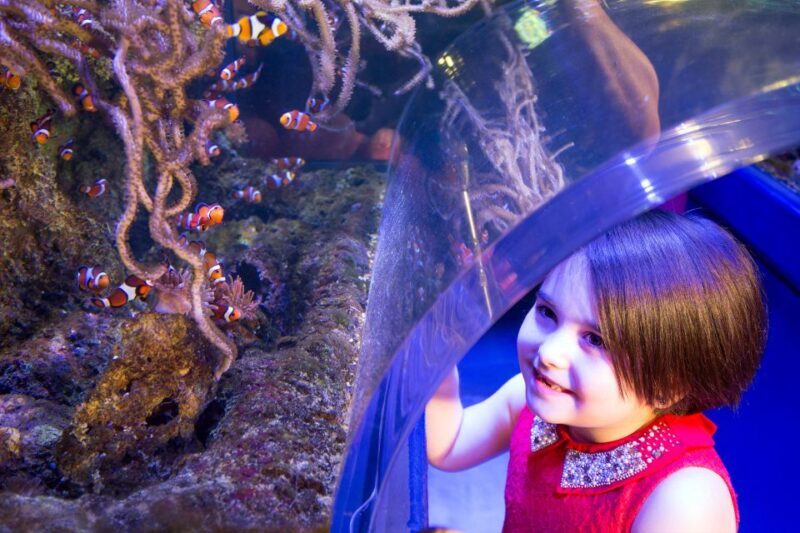 Birmingham: National Sea Life Centre Entrance Ticket - Evaluating Value: Is It Worth the Cost?