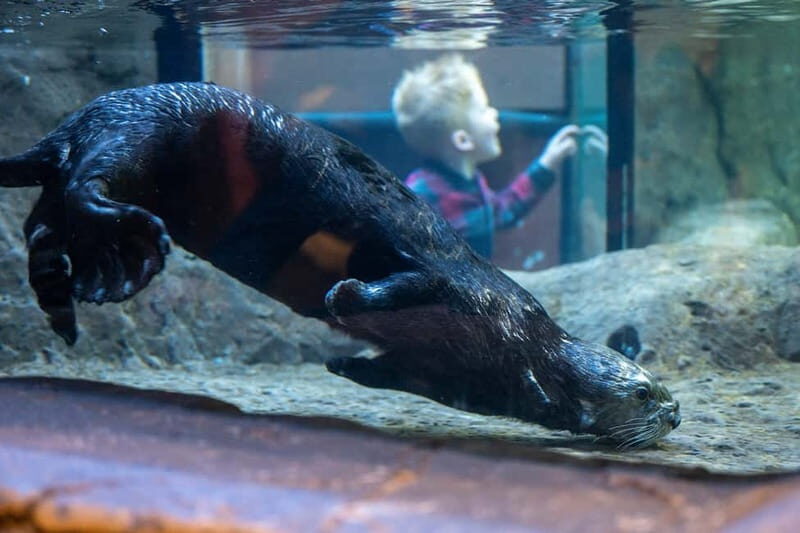 Birmingham: National Sea Life Centre Entrance Ticket - Final Thoughts