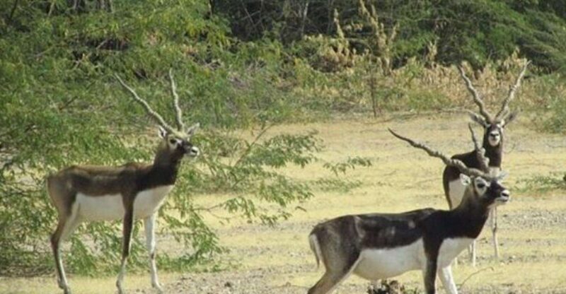 Bishnoi Village Safari Private Half Day Tour - The Itinerary Breakdown