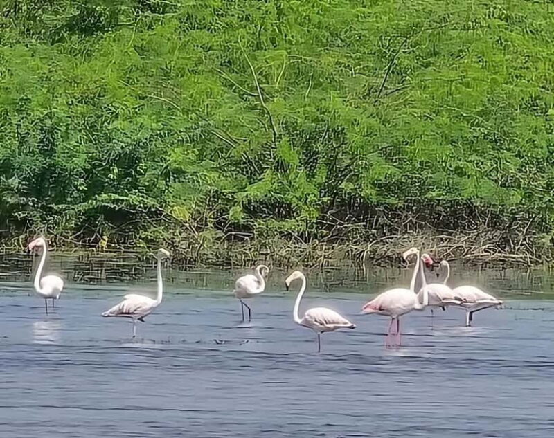 Bishnoi Village :Safari tour - Key Points