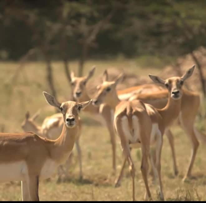 Bishnoi Village :Safari tour - An In-Depth Look at the Bishnoi Village Safari Experience