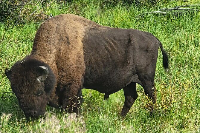Bison Highway Road Tour - Discover the Bison Highway Road Tour: An Authentic Northern Adventure