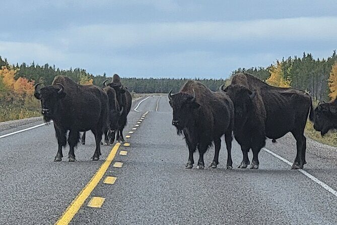 Bison Highway Road Tour - Frequently Asked Questions