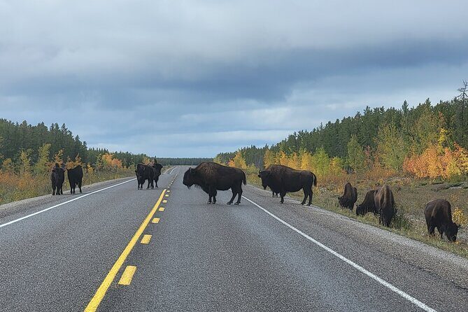 Bison Highway Road Tour - Final Thoughts