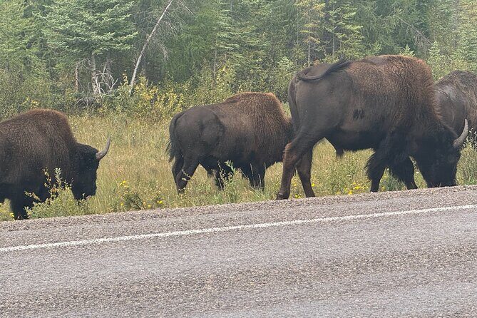 Bison Highway Wildlife Tour - Discover the Bison Highway Wildlife Tour: An Adventure in Northern Canada