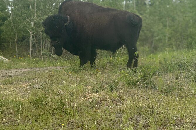Bison Highway Wildlife Tour - An In-Depth Look at the Bison Highway Wildlife Tour